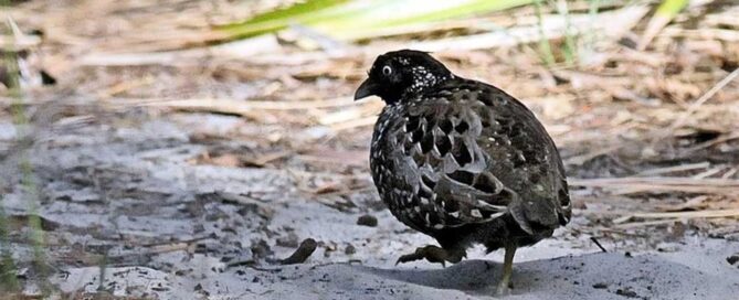 BUTTON QUAIL – Birdshot Photography