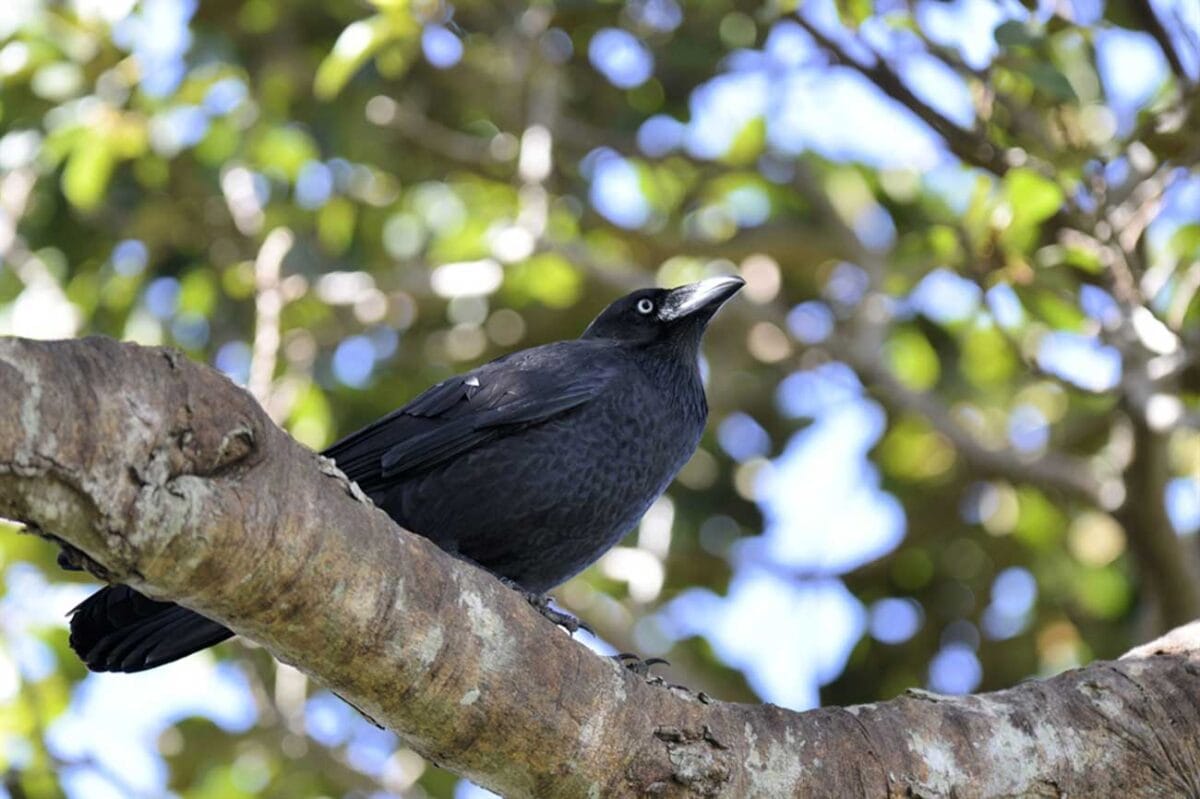 Raven: Little – Birdshot Photography