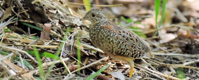 BUTTON QUAIL – Birdshot Photography