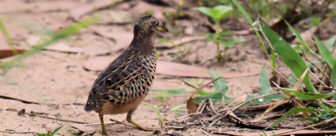 BUTTON QUAIL – Birdshot Photography